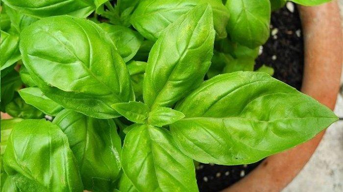 Masih Satu Keluarga dengan Kemangi, Berikut Manfaat Ekstrak Daun Basil ...