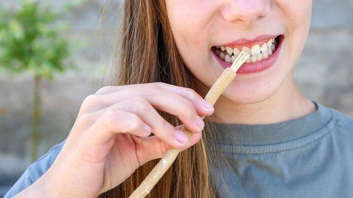 8 Khasiat Menakjubkan Siwak untuk gigi dan Mulut, Ampuh Membersihkan, Cegah Plak dan Karang Gigi ...