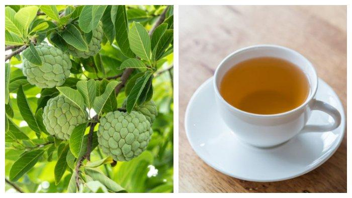 8 Khasiat Rebusan Daun Srikaya untuk Kesehatan Tubuh, Cukup Dikonsumsi ...