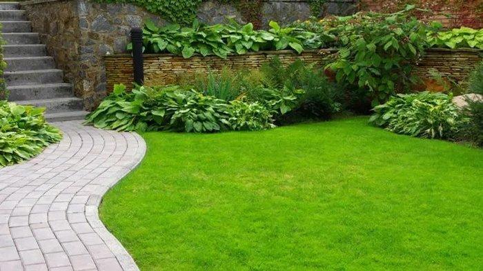 Ingin Rumput di Rumah Tetap Sehat dan Hijau? Begini Cara Merawatnya ...