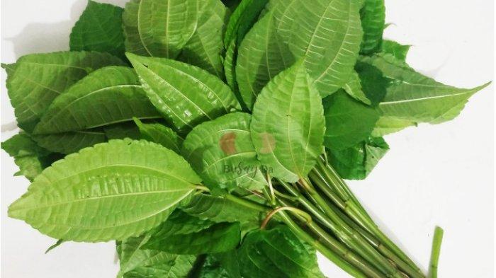 Lalapan Daun Pohpohan Punya 10 Manfaat Ini untuk Tubuh, Sayang jika ...