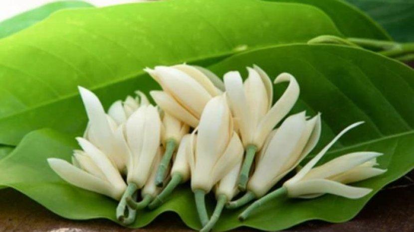 Topik: Tips Kesehatan - 11 Khasiat Air Rendaman Biji Ketumbar, Bisa ...