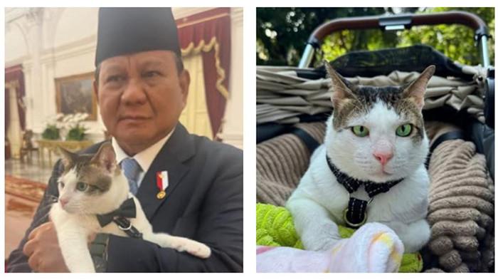 Viral Kucing Kesayangan Prabowo Bobby Kertanegara Dikawal Polisi, Pihak ...