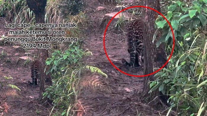 Viral Video Kemunculan Kucing Hutan di Bukit Mongkrang Karanganyar ...