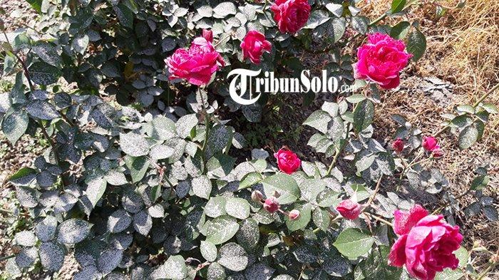 25 Ucapan Memperingati Hari Mawar: Mawar Merah untuk Cinta, Mawar Putih ...