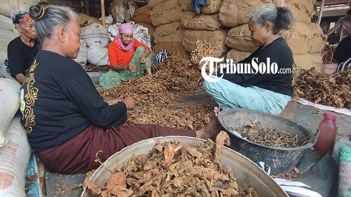 Tembakau Asepan dari Klaten Tembus Pasar Eropa, Sebut Kini Harga ...