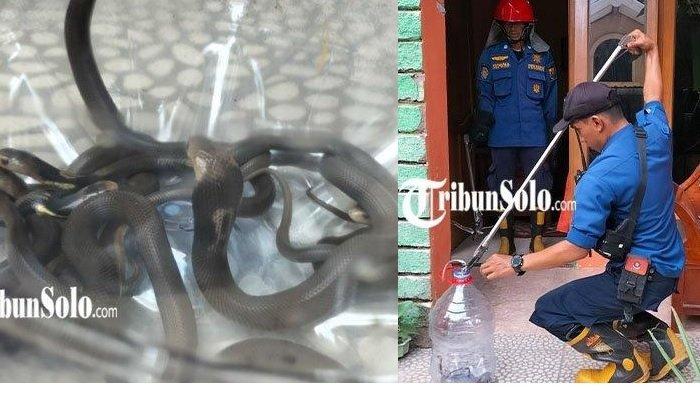 Geger Kasus Ular Masuk Rumah di Solo Raya, Simak 5 Cara Mencegah Ular ...