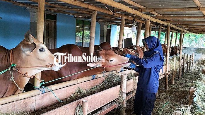Jelang Idul Adha, Disnakkan Boyolali Cek Hewan Kurban : Ada 5 Sapi ...