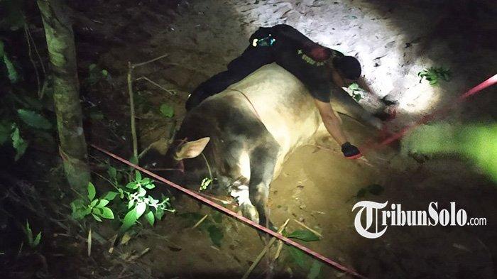 Perjuangan Tangkap Sapi Kurban Kabur ke Kebun Semen Klaten : Sapi Galak ...