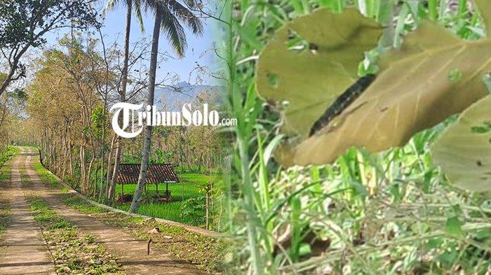 Soal Fenomena Musim Ulat Jati di Wonogiri, Warga Sebut Biasa Muncul ...