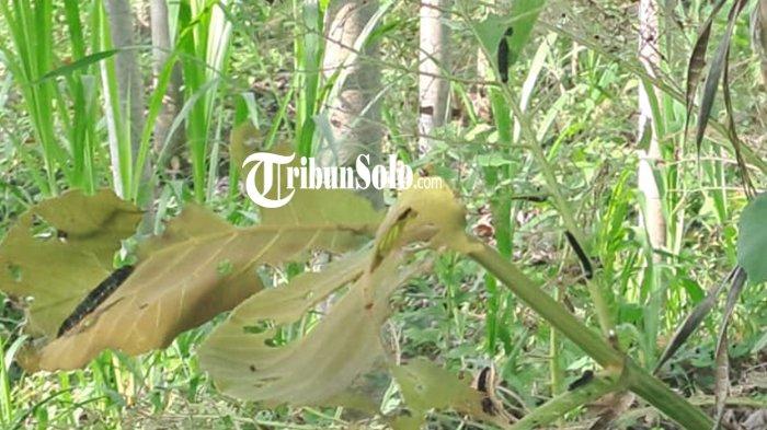 Fenomena Musim Ulat Jati di Wonogiri: Bergelantungan di Jalan, Bikin Was-was - Tribunsolo.com