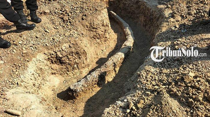 JENIS Temuan Fosil Gading Gajah Purba di Sragen: Gajah Stegodon ...