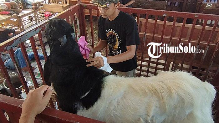 Gelung Mas, Kambing PE Ras Kaligesing yang Ikut Kontes di Klaten ...