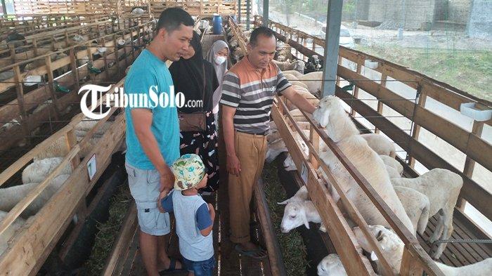 Peternak Desa Plesan Sukoharjo Mulai Kebanjiran Order Hewan Kurban ...