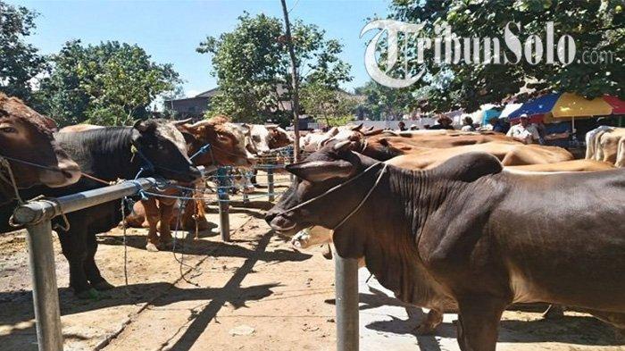 Geger Antraks, Ribuan Sapi di Perbatasan Klaten-Gunung Kidul Diperiksa, Minggu Depan Disuntik ...