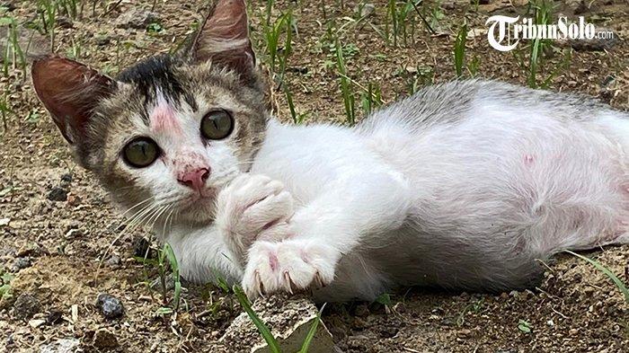 Terungkap, Bapak Kos yang Makan Daging Kucing Semarang Jateng Ternyata ...