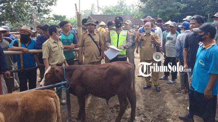 Sapi dari Gunung Kidul Tetap Bisa Masuk Wonogiri Meski Kasus Antraks Merebak, Ini Syaratnya ...