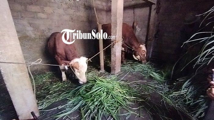 Cerita Pemilik UD Pramono yang Rekeningnya Dibekukan, Jual Sapi Demi ...