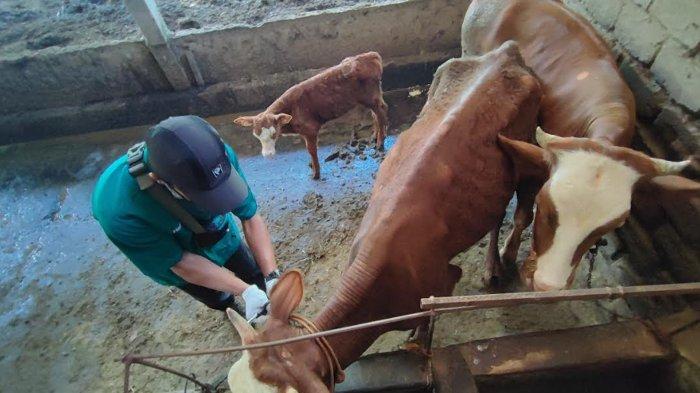 Selain Kasus Kematian Kambing di Gesi, 7 Sapi di Sumberlawang Sragen ...