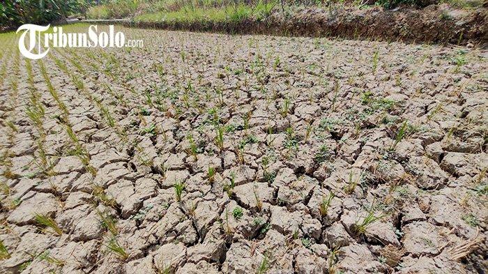 Bencana Kekeringan di Sragen Jateng Makin Parah, Krisis Air Bersih Kini Tersebar di 5 Kecamatan ...