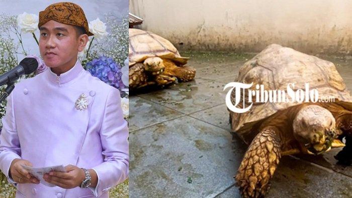 Penasaran dengan Kura-kura Sulcata Seharga Motor Milik Gibran? Ada di ...