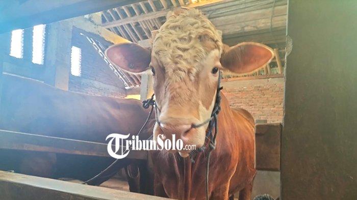 Jokowi Beli Sapi Berbobot 620 Kg di Pandeyan Karanganyar Nyaris Rp50 ...