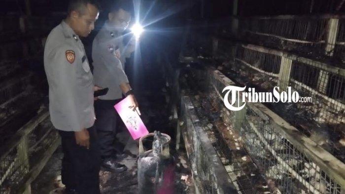 Kandang Ayam di Jeruksawit Karanganyar Terbakar : 7 Ribu Anakan Ayam Mati, Pemilik Rugi Rp 100 ...