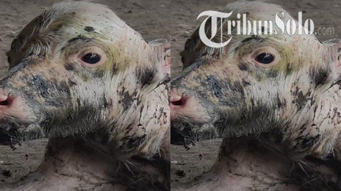 Potret Anak Kebo Kiai Slamet dari Nyai Juminten : Lahir Sabtu Kliwon ...