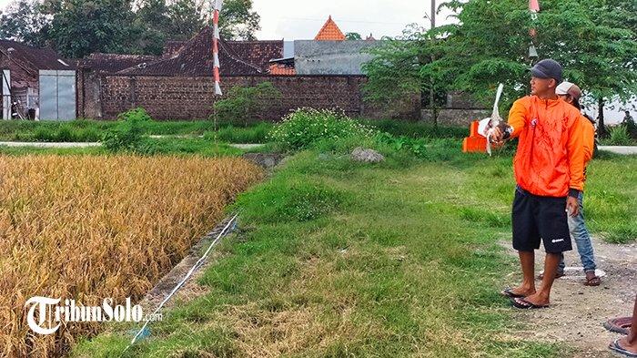 Keseruan Keplek Doro di Canden Boyolali, Pacu Merpati Terbang Cepat ...