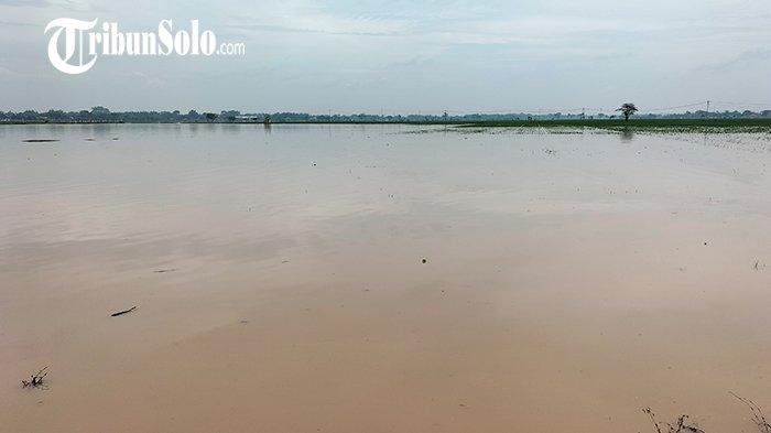 Banjir di Sragen : Ada Lima Kecamatan Terdampak, Sawah di Masaran Pun Terendam Bak Samudera ...
