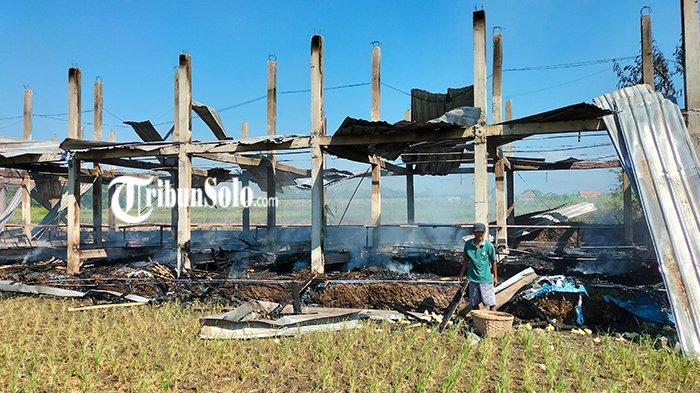 BREAKING NEWS : Kandang Terbakar, Belasan Ribu Ayam Boiler Terpanggang Hidup-hidup di Boyolali ...