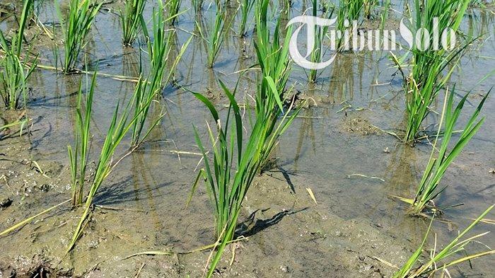 Nasib Petani di Gringging Sragen : Sudah Sebulan Tanaman Padinya Tak ...