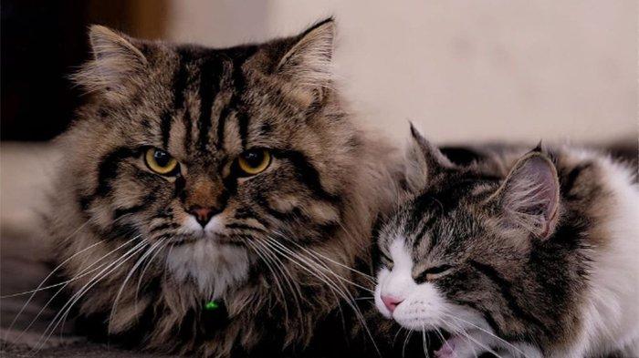 Gibran Bikin Akun IG Kucingnya_Gibran : Unggah Tingkah Gemas 2 Kucing ...