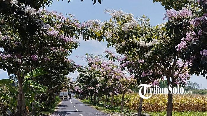 Bunga Tabebuya Bermekaran di Kota Solo dan Klaten, Ini Asal Muasal dan Manfaat Bunga Estetik ini ...