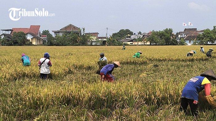 Panen Raya Padi Solusi Menstabilkan Harga Beras di Sukoharjo, Bupati ...