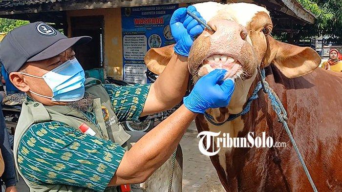 Tips dari Dokter Hewan Sragen Jateng, Cara Memilih Sapi & Kambing Sehat ...
