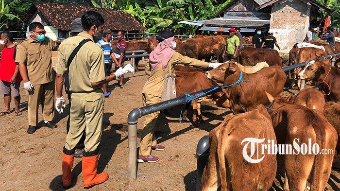 Gejala Awal Manusia Terpapar Antraks : Demam dan Muncul Ruam di Kulit ...
