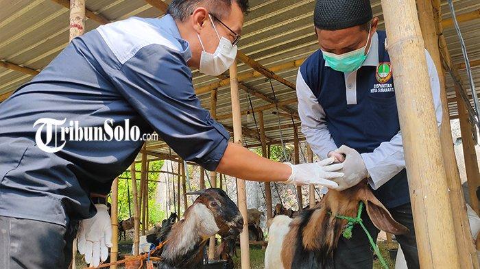 Sapi Kurban di Solo Ada yang Berpenyakit Kaskado hingga Scabies ...