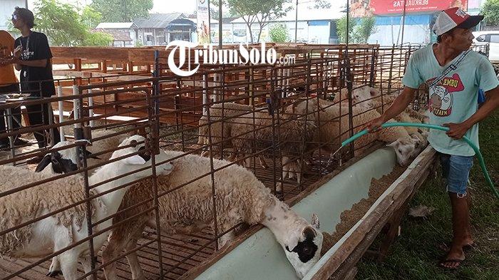 Jelang Hari Raya Idul Adha, Peternak di Sukoharjo Jawa Tengah Sebut ... Jelang Hari Raya Idul Adha, Peternak di Sukoharjo Jawa Tengah Sebut ...