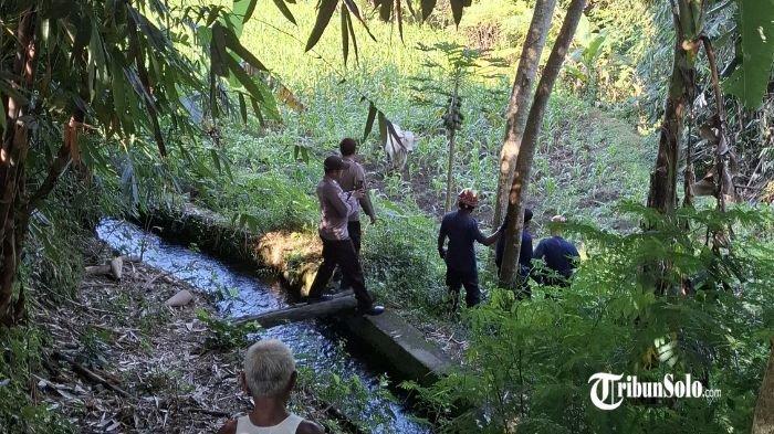 Sapi Kurban 700 Kg di Klaten Kabur ke Ladang Jagung Sebelum Disembelih ...