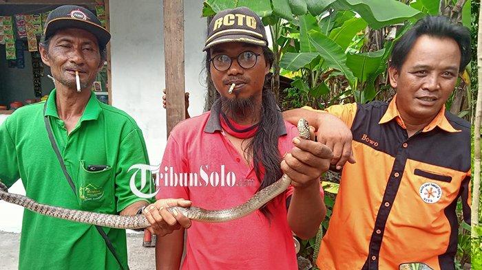 Heboh Temuan Ular Jali di Pemukiman Warga Karangdowo Klaten, Ditemukan ...