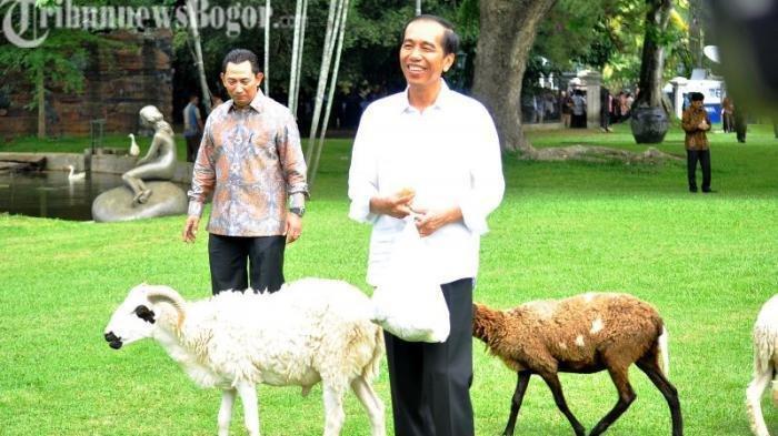Katanya Bakal Diboyong ke Solo, 40 Domba Milik Jokowi Ternyata Masih di ...