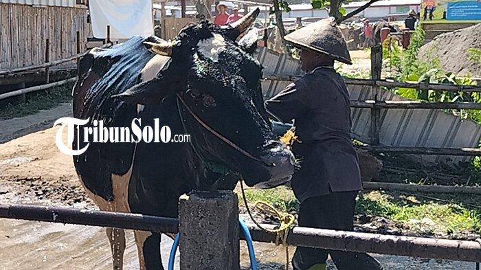 Mengenal Profesi Cuci Sapi di Pasar Hewan Jelok Boyolali, Tarif Rp35 ...