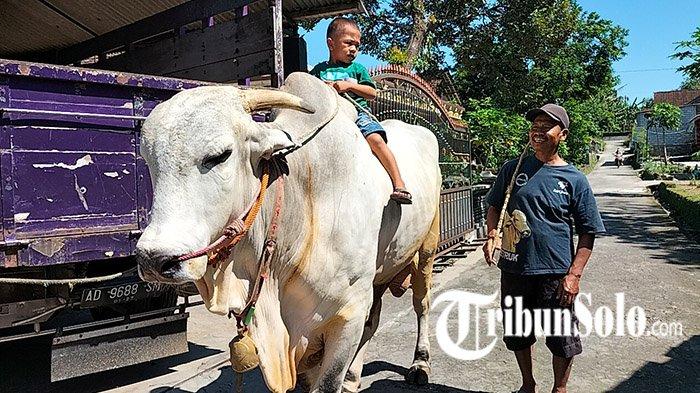 Potret Sapi Mbah Semar, Sapi Jumbo Milik Marmin Warga Dukuh Semaran ...