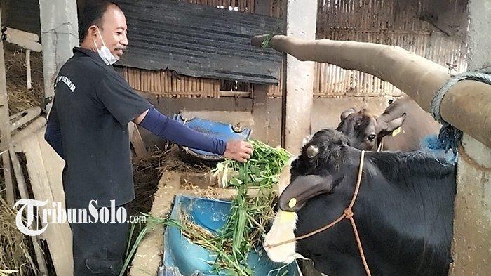 Idul Adha 2023 : Kampung Sapi Karanganyar Banjir Pesanan, 100 Ekor Laku, Harga Mulai Rp 22 Juta ...