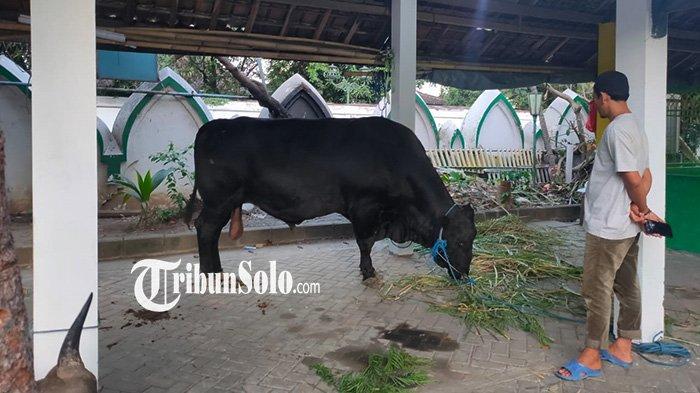 Daftar 10 Sapi Kurban Presiden Jokowi di Solo : Paling Berat di Masjid ...