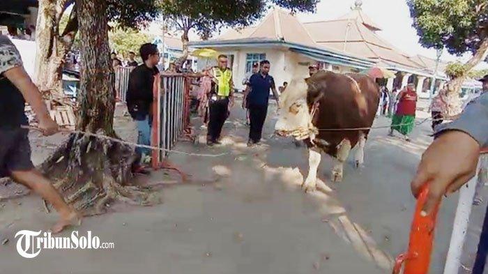 9 Orang Sembelih Sapi Kurban Jokowi 1 Ton di Masjid Agung Solo Jateng ...