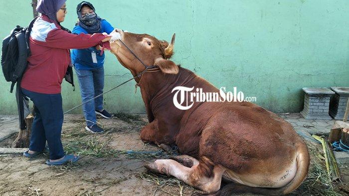 Waspada Antraks, Warga Karanganyar Diminta Tidak Beli Sapi dari Gunung Kidul Sementara Waktu Ini ...