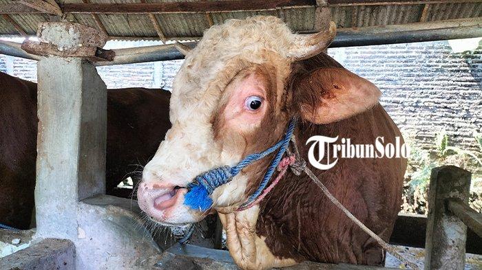 Idul Adha 2023, Jokowi Rogoh Kocek Rp70 Juta Beli Satu Sapi Limosin 1 Ton dari Sragen untuk ...