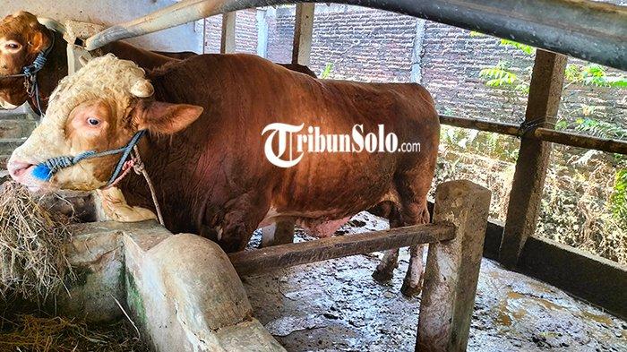 BREAKING NEWS : Presiden Jokowi Pesan 1 Sapi Limosin Seberat 1 Ton dari Sragen untuk Kurban ...